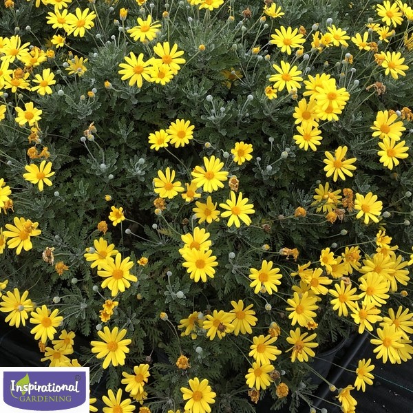 Euryops African Sun - Inspirational Gardening
