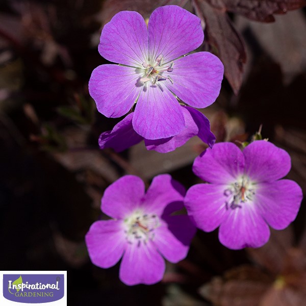 Geranium Stormy Night - Inspirational Gardening