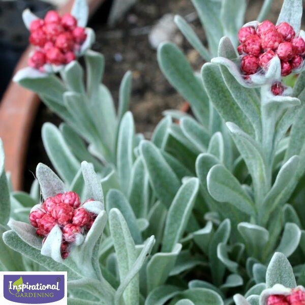 Helichrysum Ruby Cluster - Inspirational Gardening