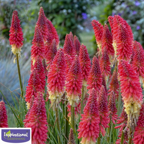 Kniphofia Rocket's Red Glare - Inspirational Gardening