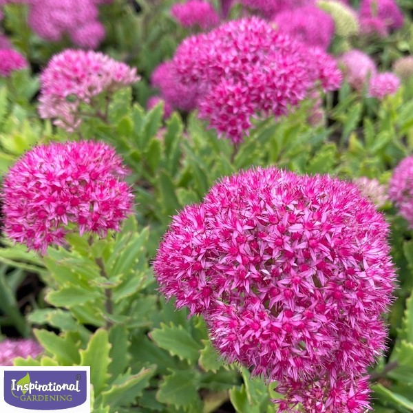 Sedum Rock Star - Inspirational Gardening