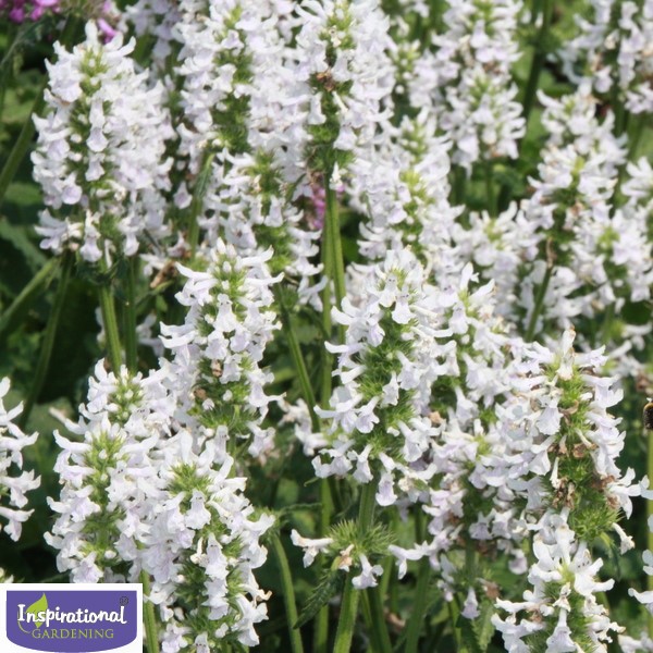 Stachys Summer Snowcone - Inspirational Gardening