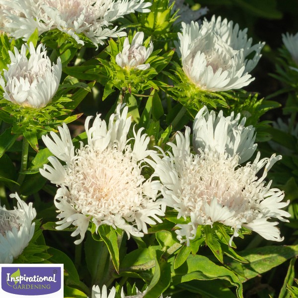 Stokesia Divinity - Inspirational Gardening