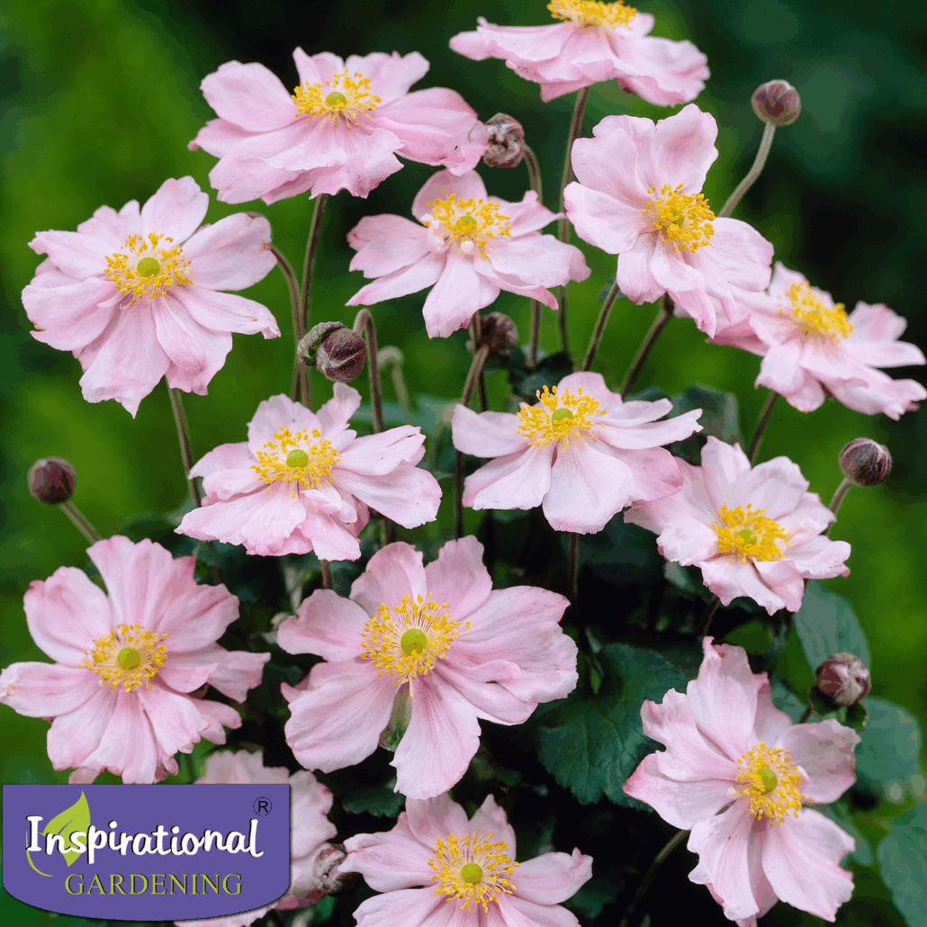 Anemone x hybrida Queen Charlotte - Inspirational Gardening